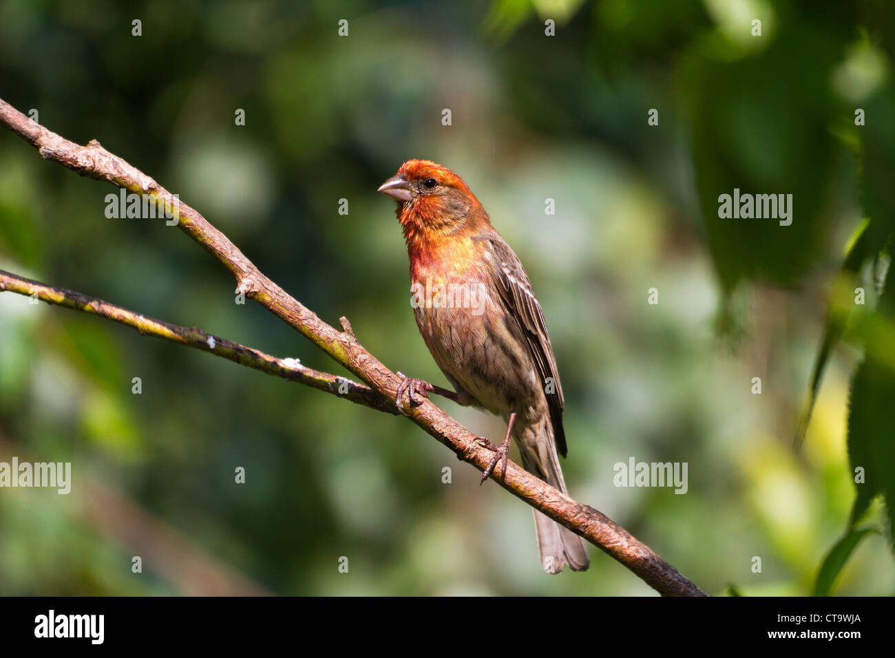 Red House Finch close up Stock Photo - Alamy