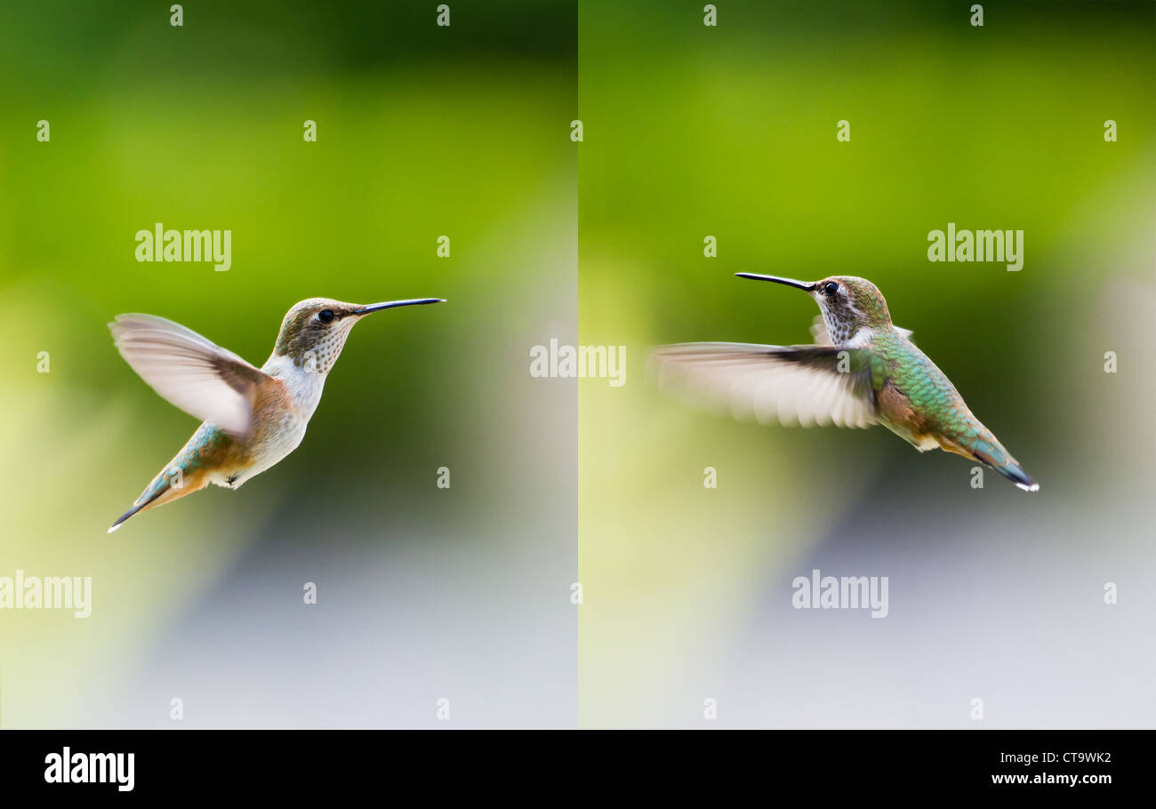 Female rufous hummingbird hi-res stock photography and images - Alamy