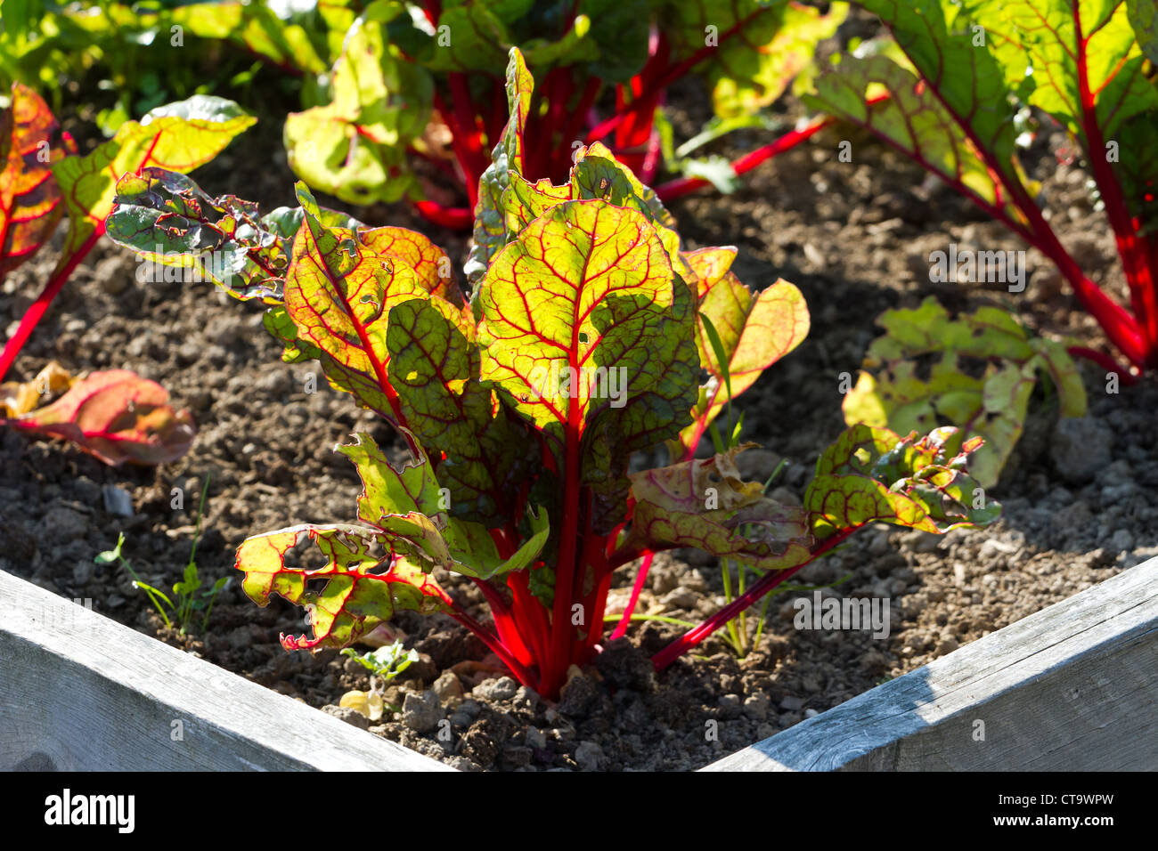 Red sorrel hi-res stock photography and images - Alamy