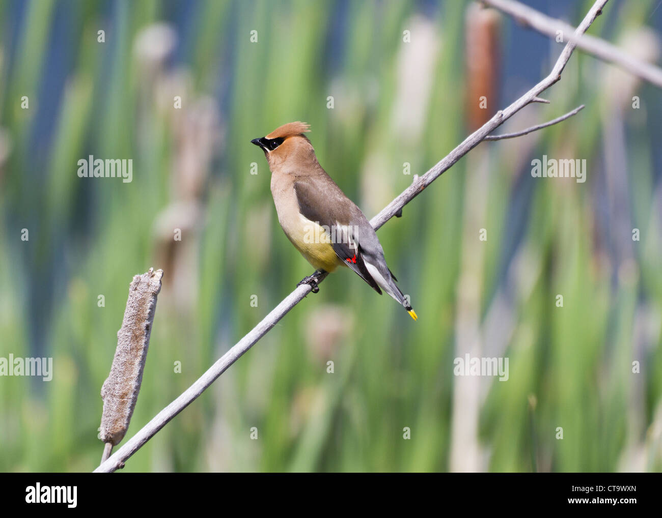 Cedar waxwing nature bird hi-res stock photography and images - Alamy