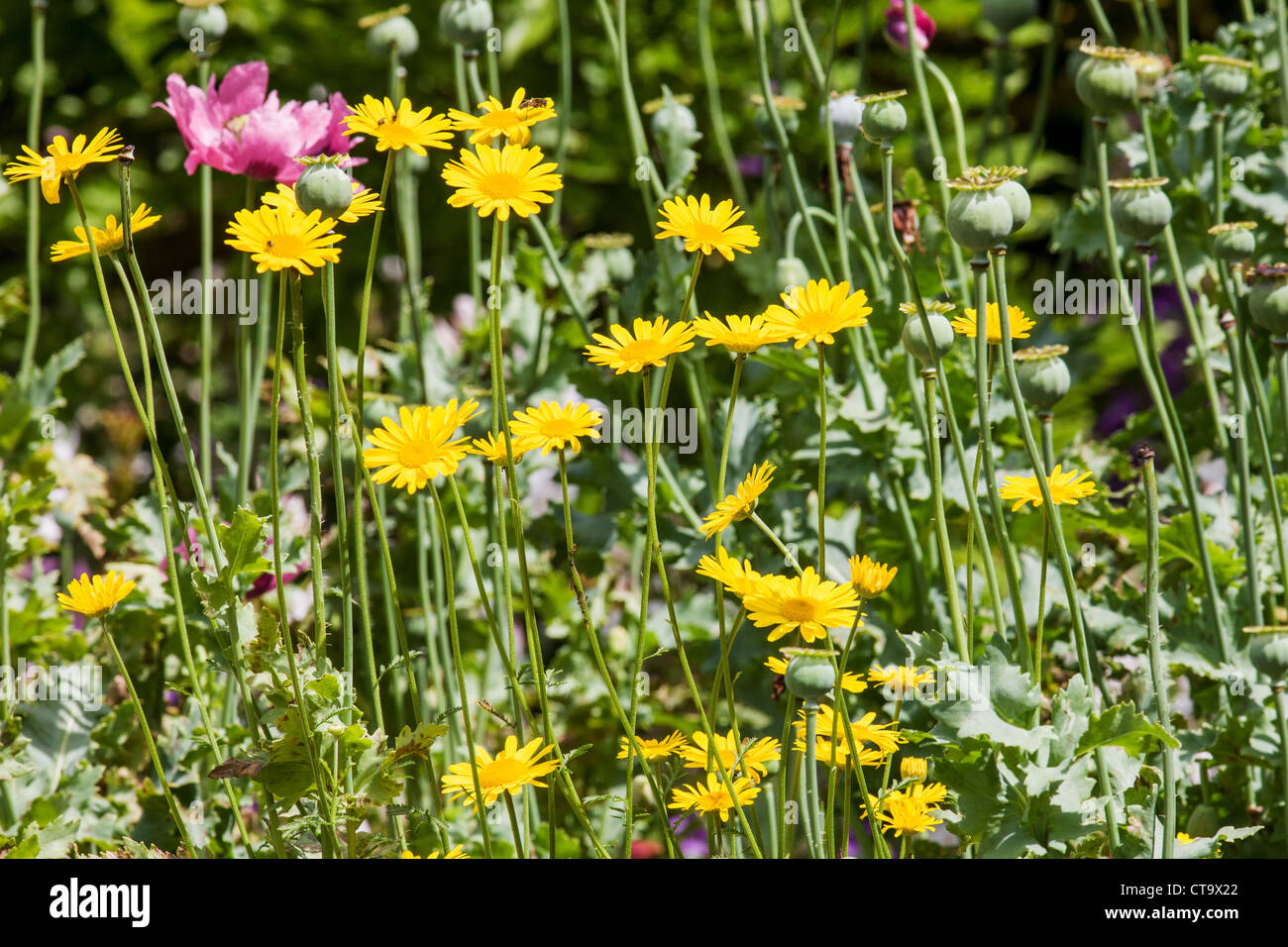 Yellow daisy flowers and pink opium poppy seed heads growing in an ...