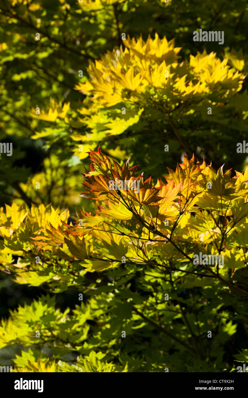 Full moon maple hi-res stock photography and images - Alamy
