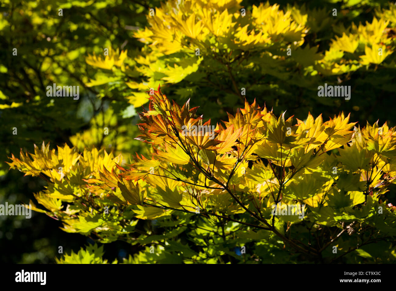 Full moon foliage hi-res stock photography and images - Alamy