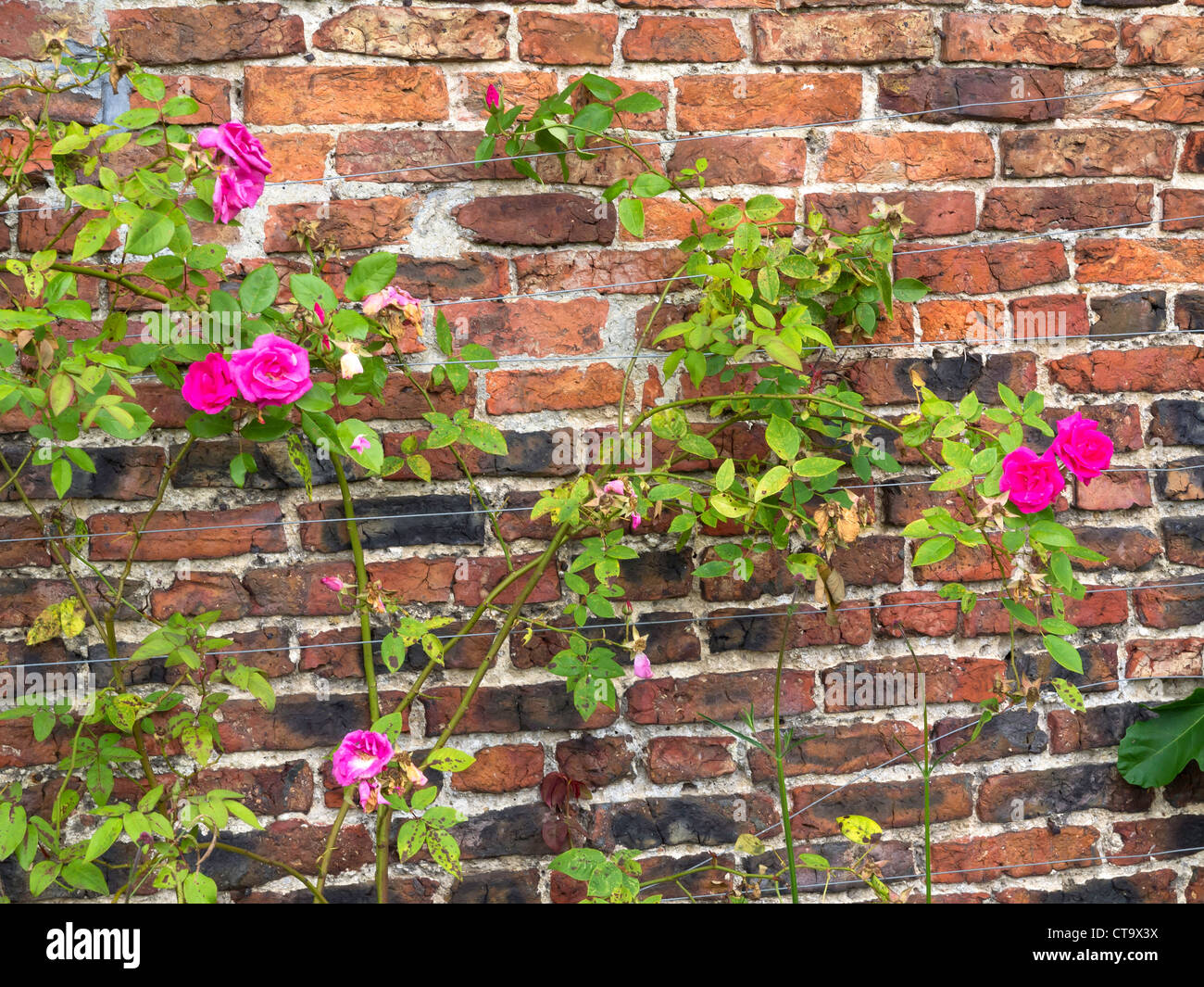 Rambler roses hi-res stock photography and images - Alamy