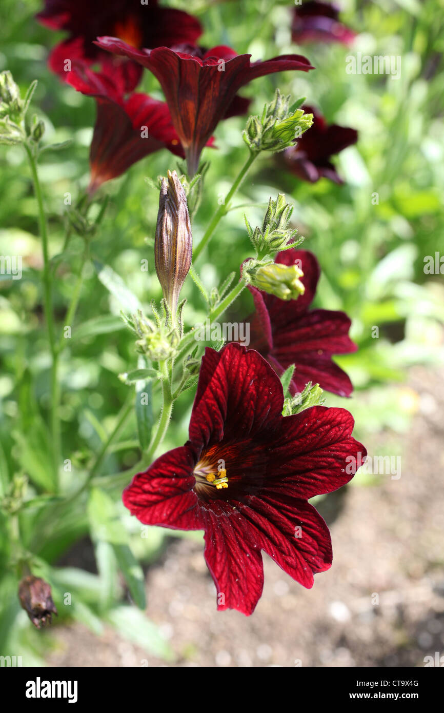 Painted tongue blooms hi-res stock photography and images - Alamy
