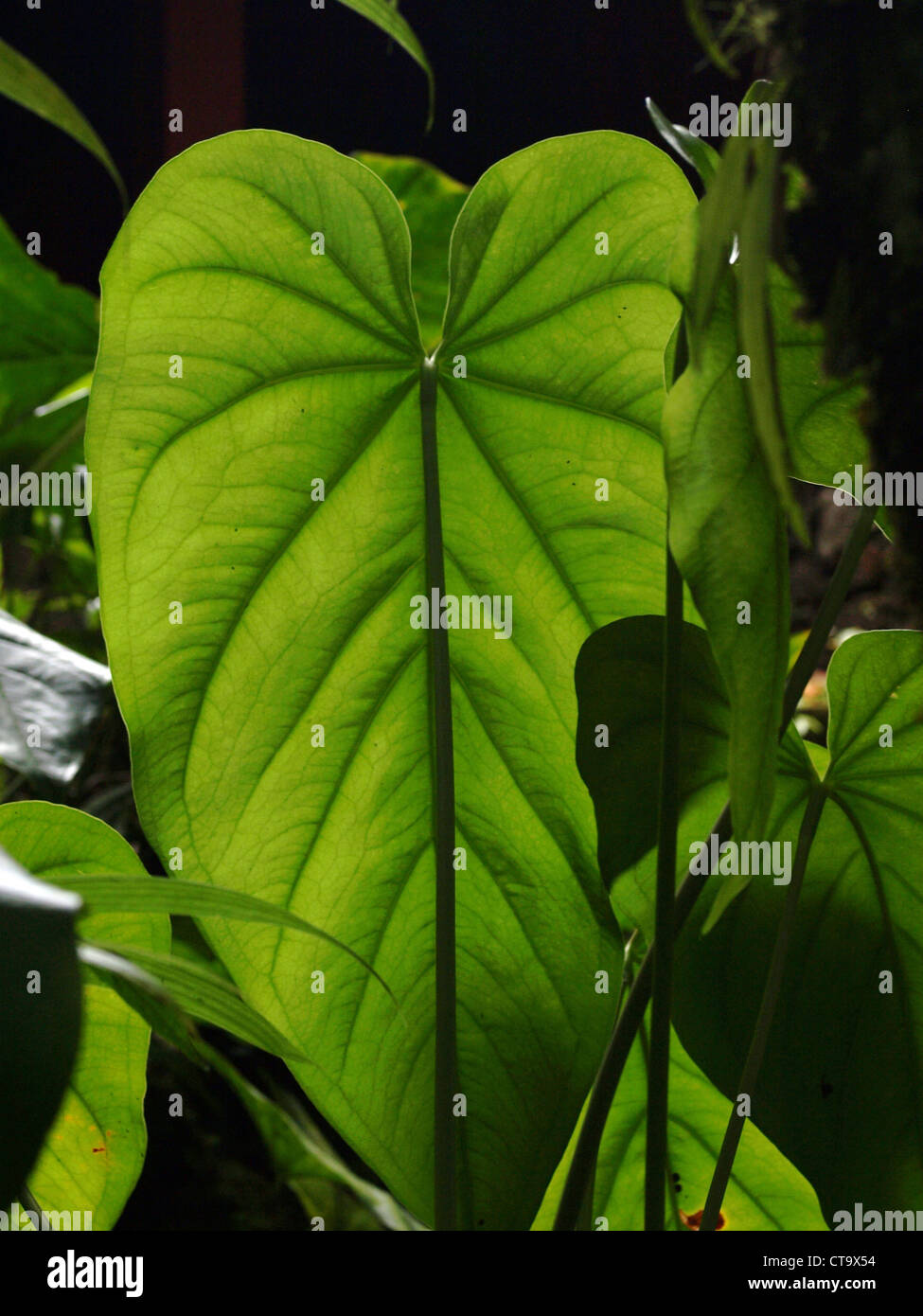 A backlit Elephant Ear plant (Araceae) at Papillote Gardens in the ...