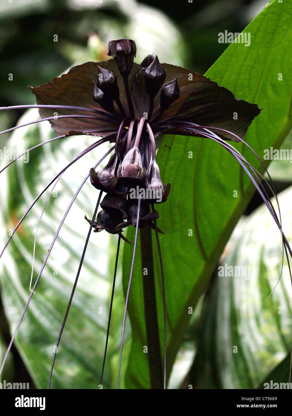 An exquisite Black Bat flower (Tacca chantrieri) at Papillote Gardens ...