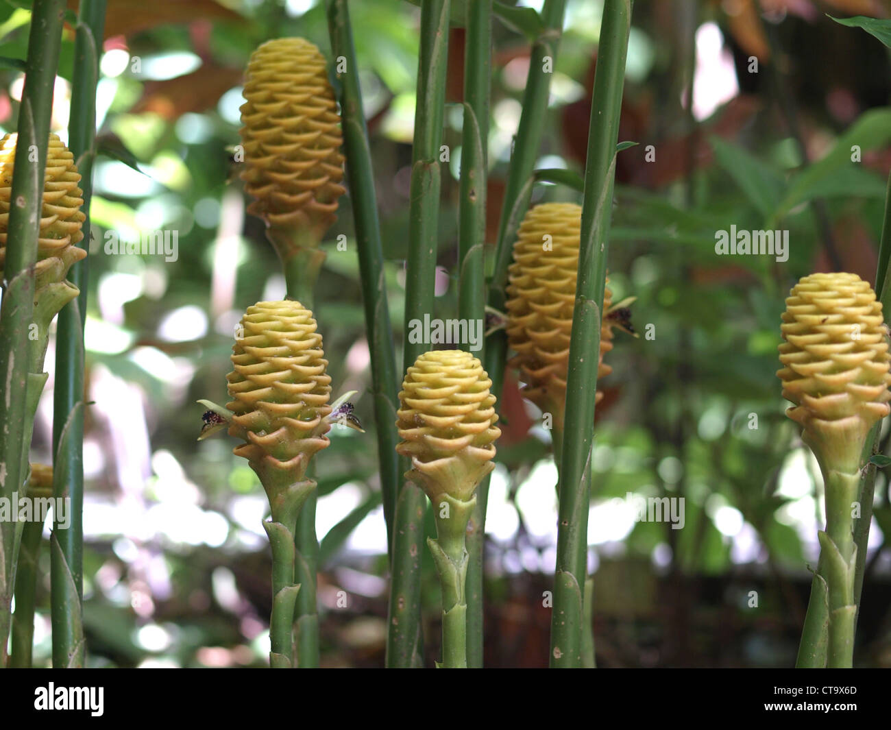 Beehive ginger flowers hi-res stock photography and images - Alamy