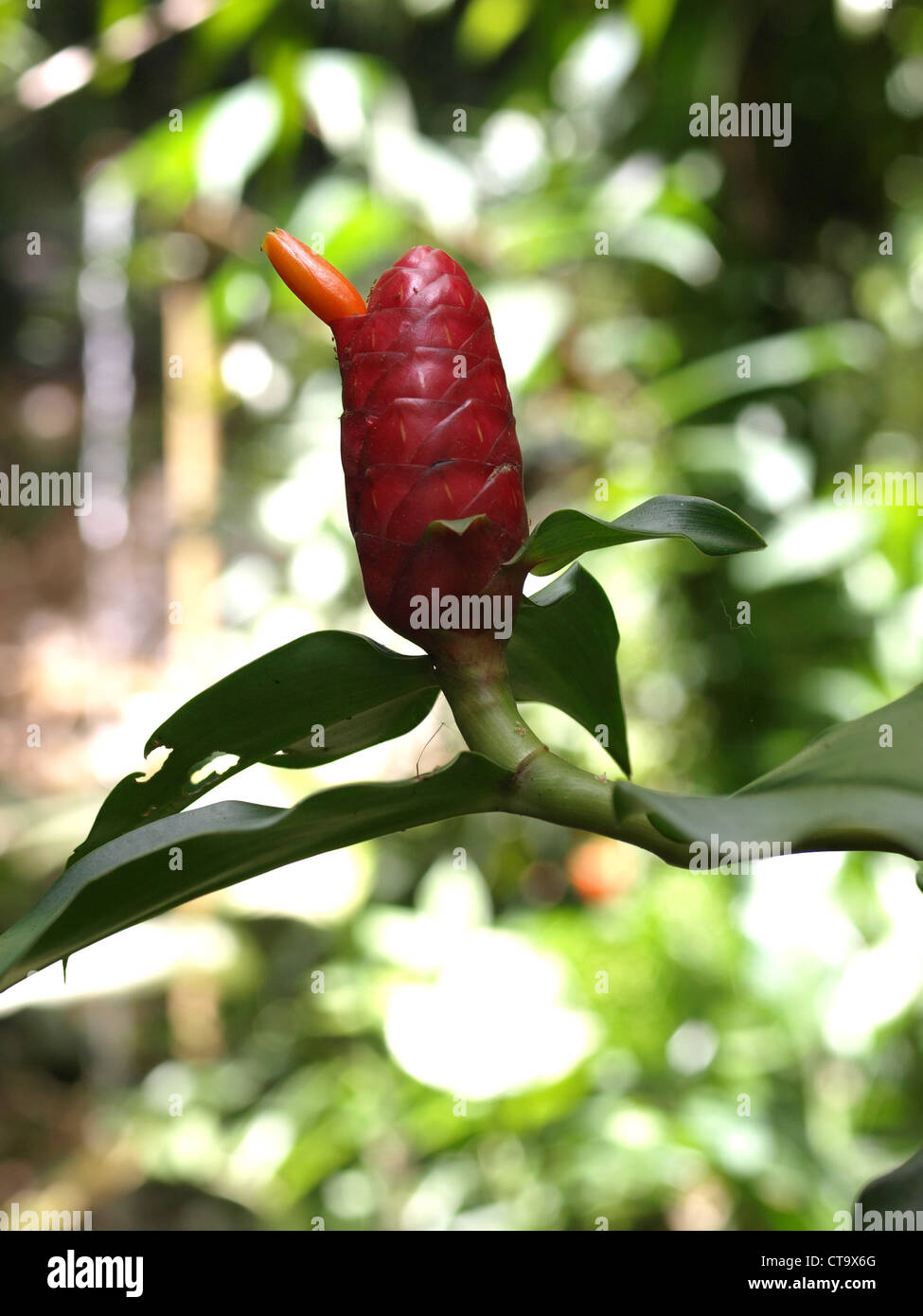 Red button ginger (Costus woodsonii), against a tropical background, at ...