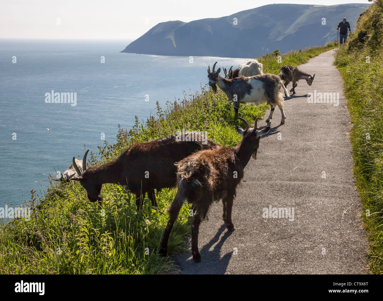 Feral goats and a solitary walker on the easy path high above the sea ...