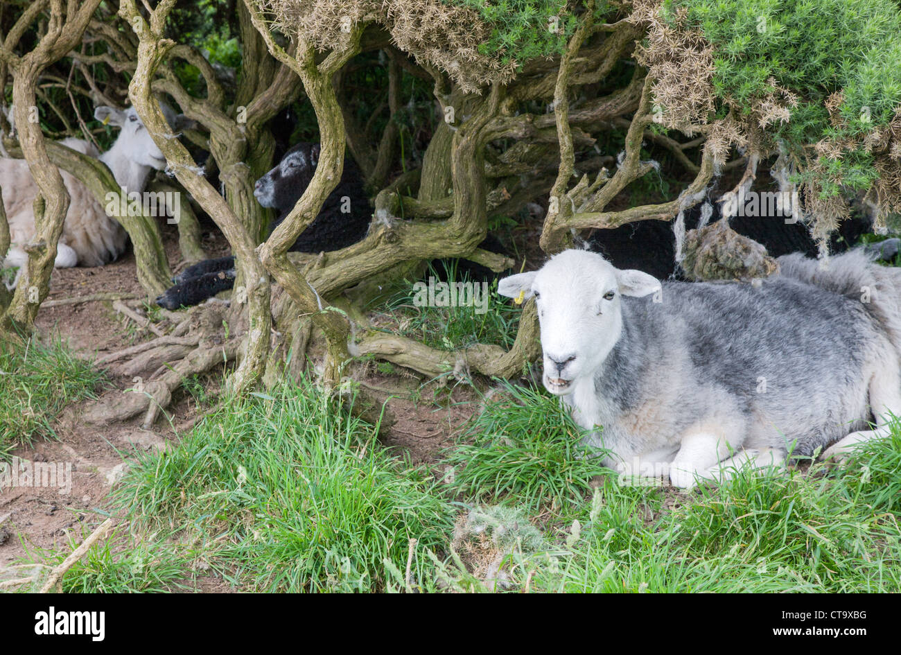 White faced sheep resting under old Gorse bushes Stock Photo - Alamy