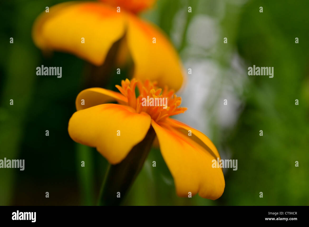 Plants & Flowers Stock Photo - Alamy