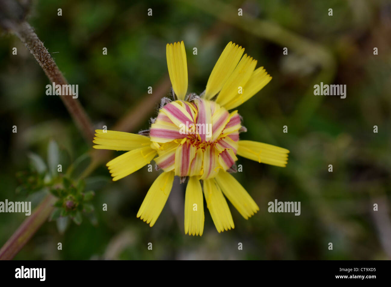 Plants & Flowers Stock Photo - Alamy