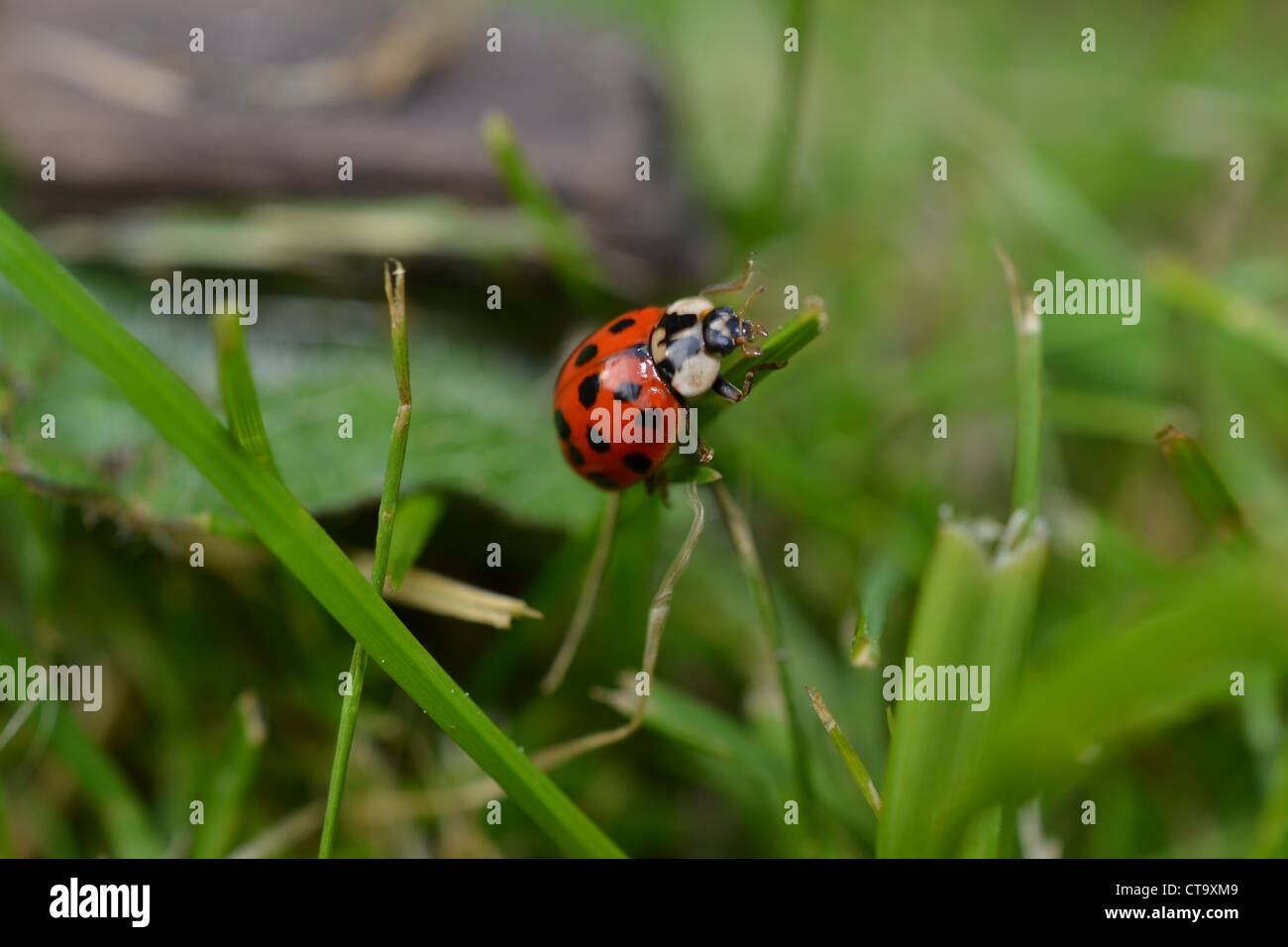 Ladybird insects hi-res stock photography and images - Alamy