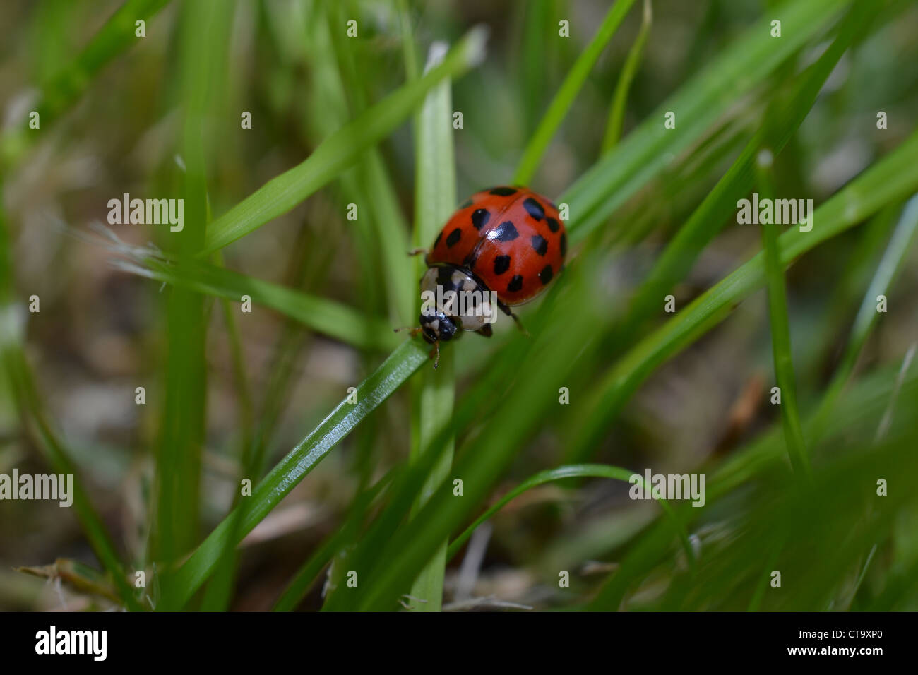 Ladybird insects hi-res stock photography and images - Alamy