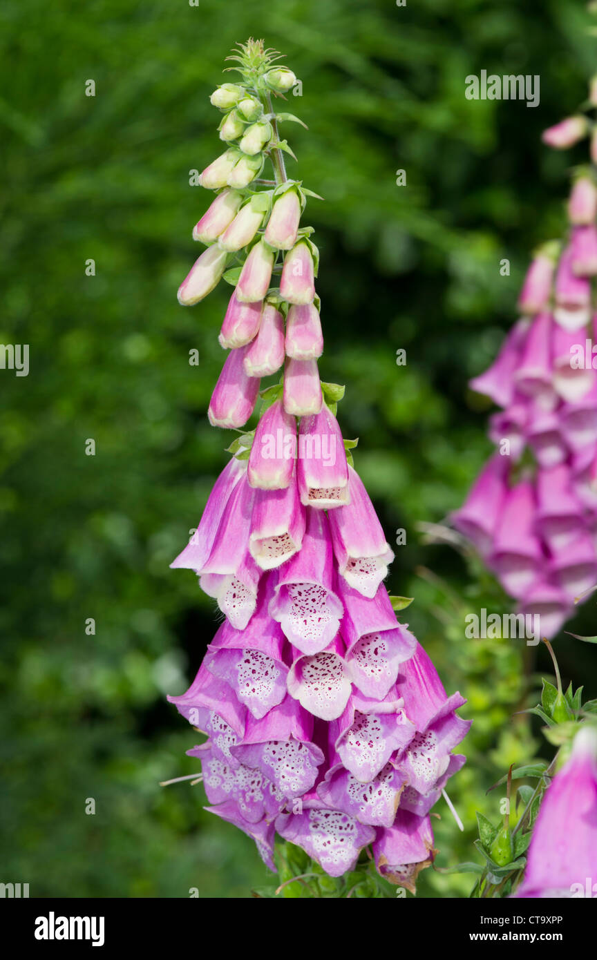 Foxglove Digitalis Purpurea (Foxy Stock Photo - Alamy