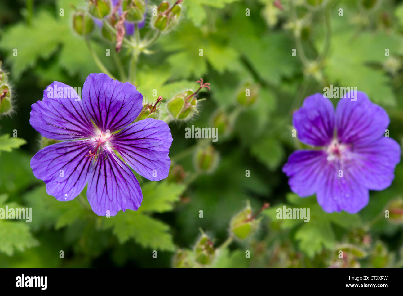 Geranium purple hi-res stock photography and images - Alamy