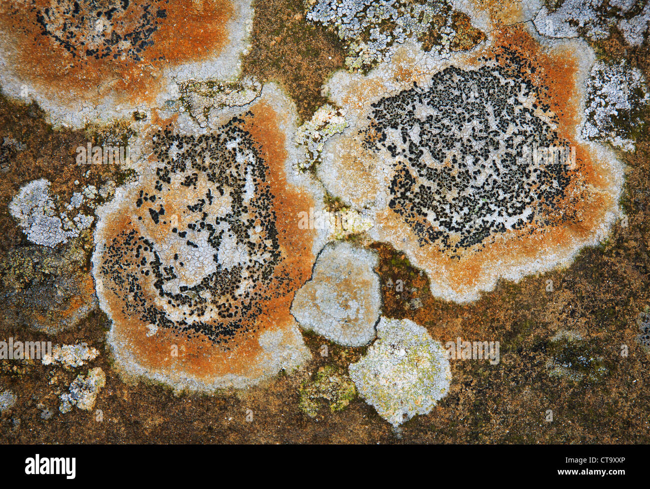 Lichen colonies hi-res stock photography and images - Alamy