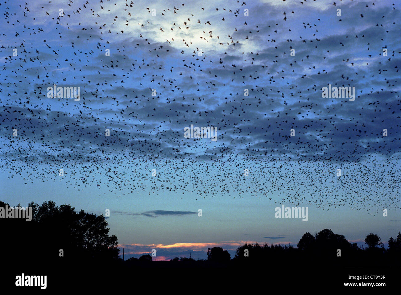 Flock of birds in the dusk, Lithuania Stock Photo - Alamy