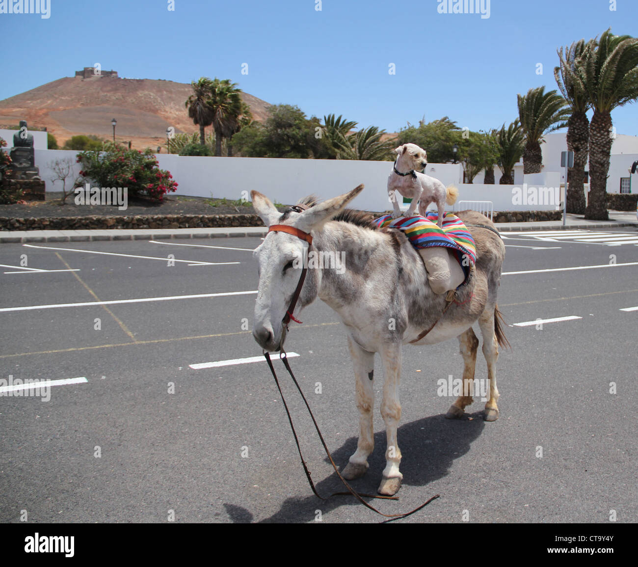 dog sitting on donkey Stock Photo - Alamy