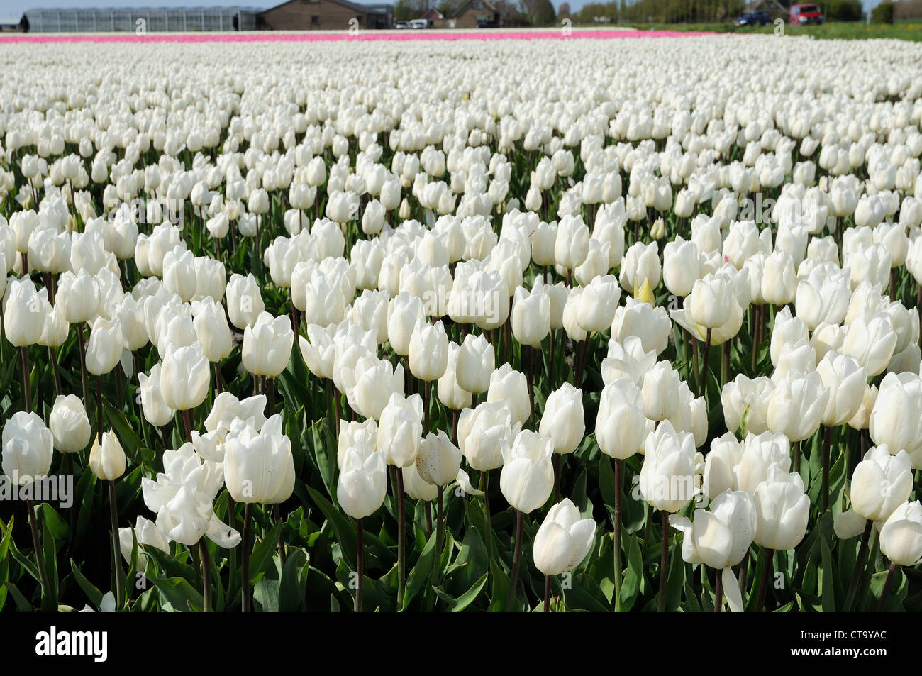 white tulip field #2, Netherlands view of tulip field in open country ...