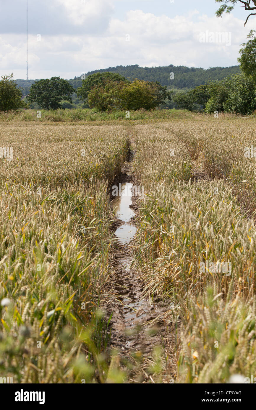 Water lying in tractor tracks in a summer wheat field in July. Many ...