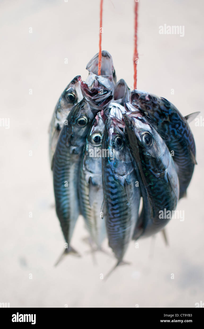 Mackerel scales hi-res stock photography and images - Alamy