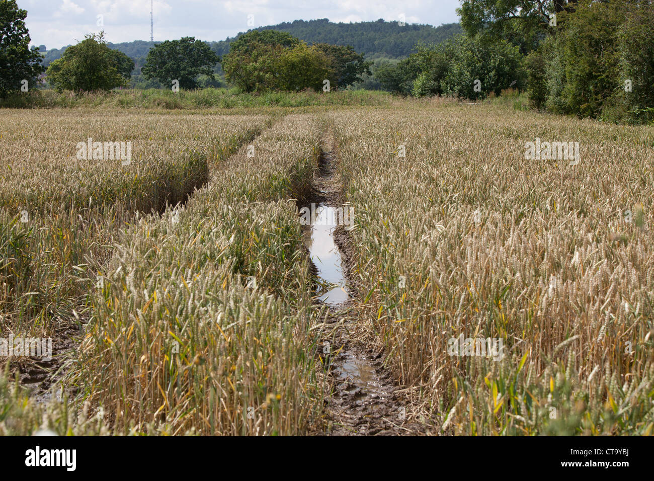 Water lying in tractor tracks in a summer wheat field in July. Many ...