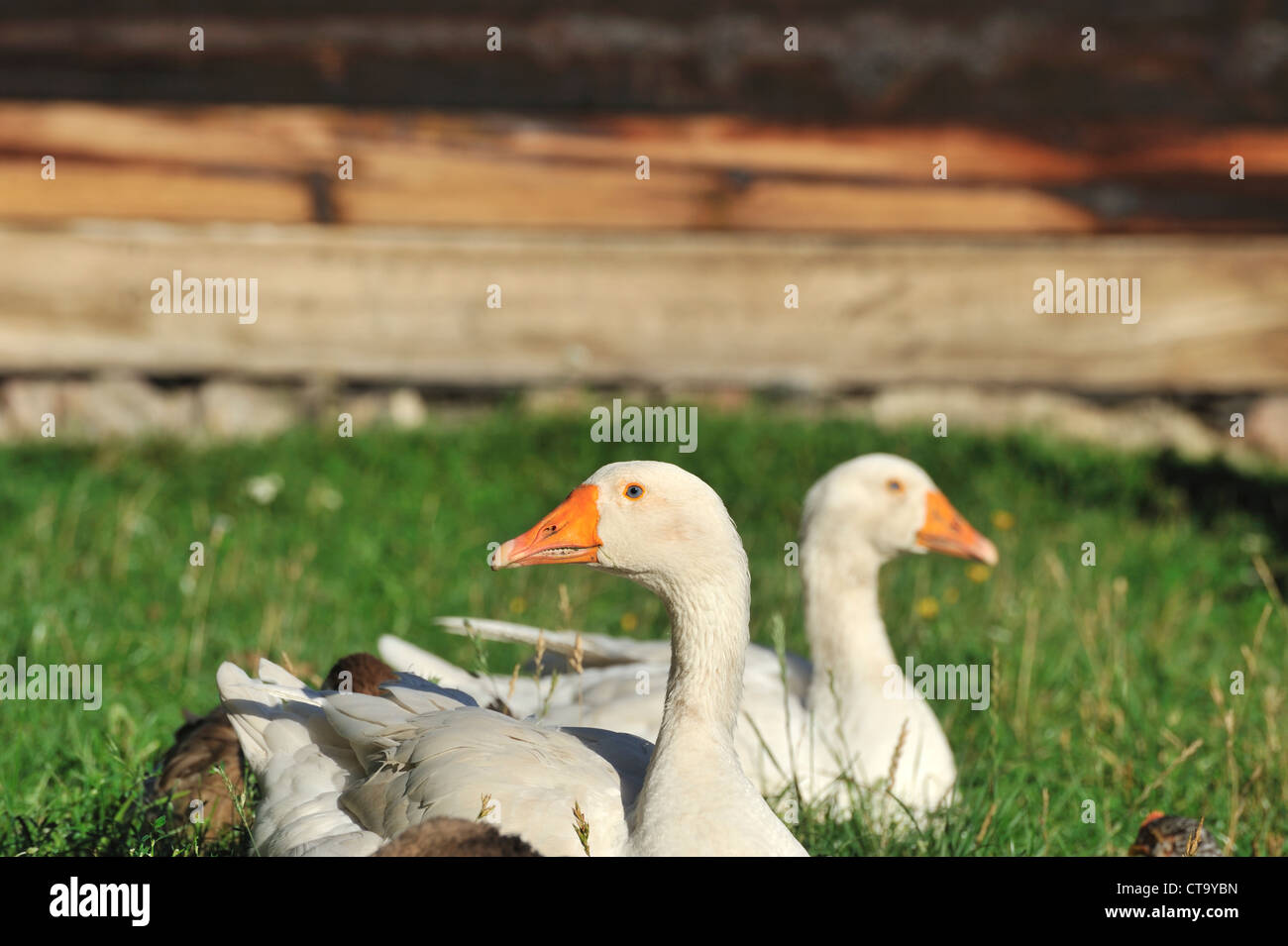 Geese, Masovia Region, Poland Stock Photo - Alamy