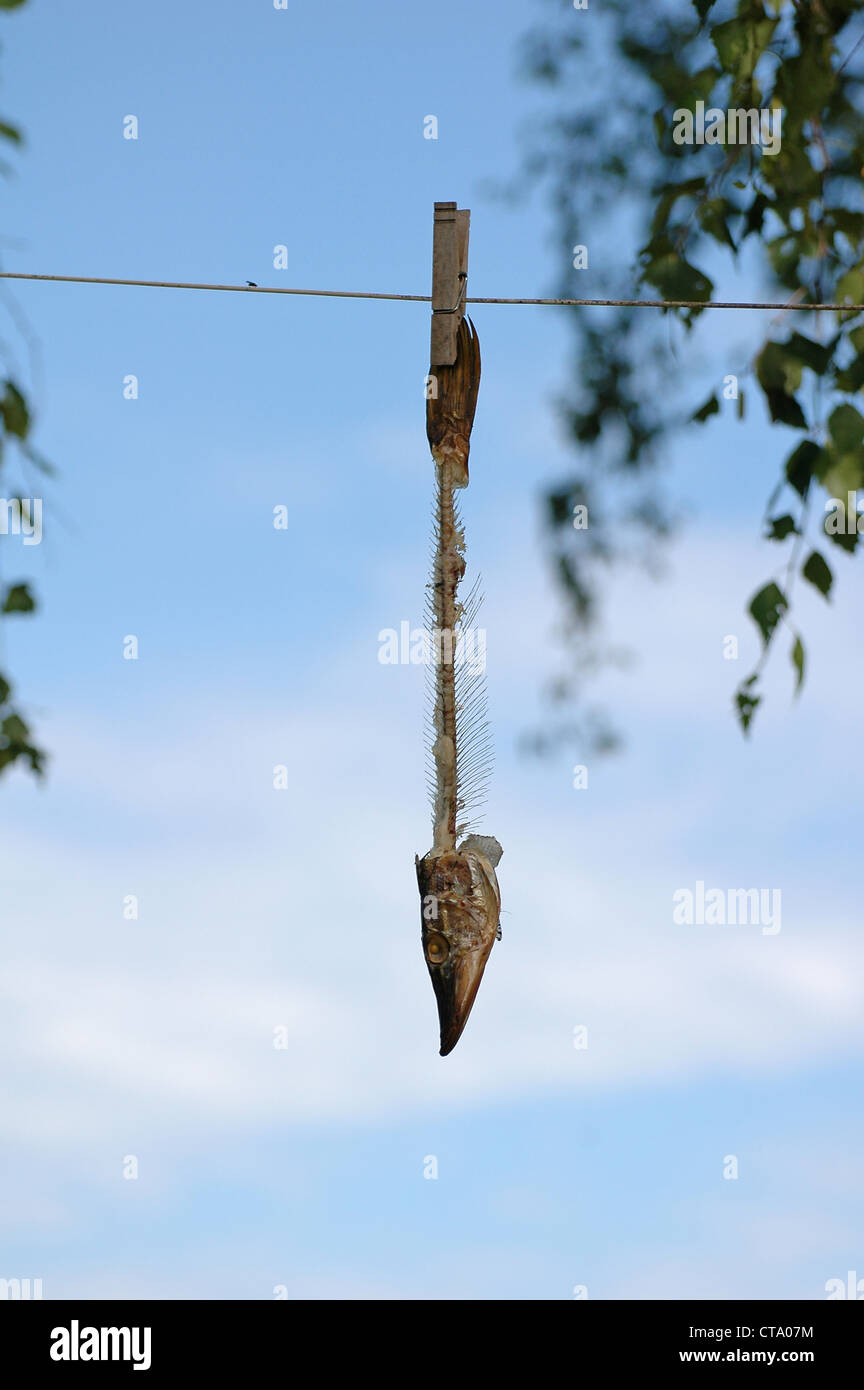 Pike hang skeleton line food hi-res stock photography and images - Alamy