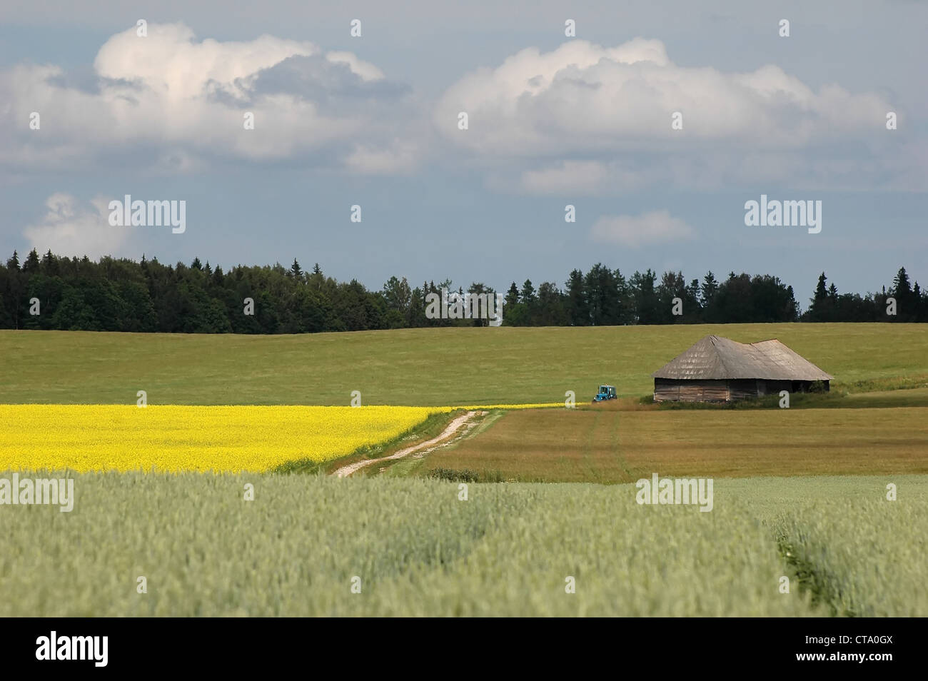 old farmhouse and field of yellow rapeseed Stock Photo - Alamy