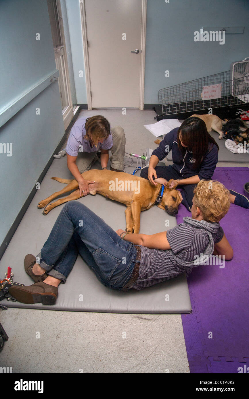 Dogs recovering from injury hi-res stock photography and images - Alamy