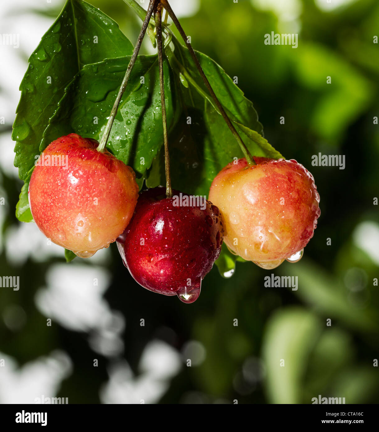 Rainier cherry tree hi-res stock photography and images - Alamy