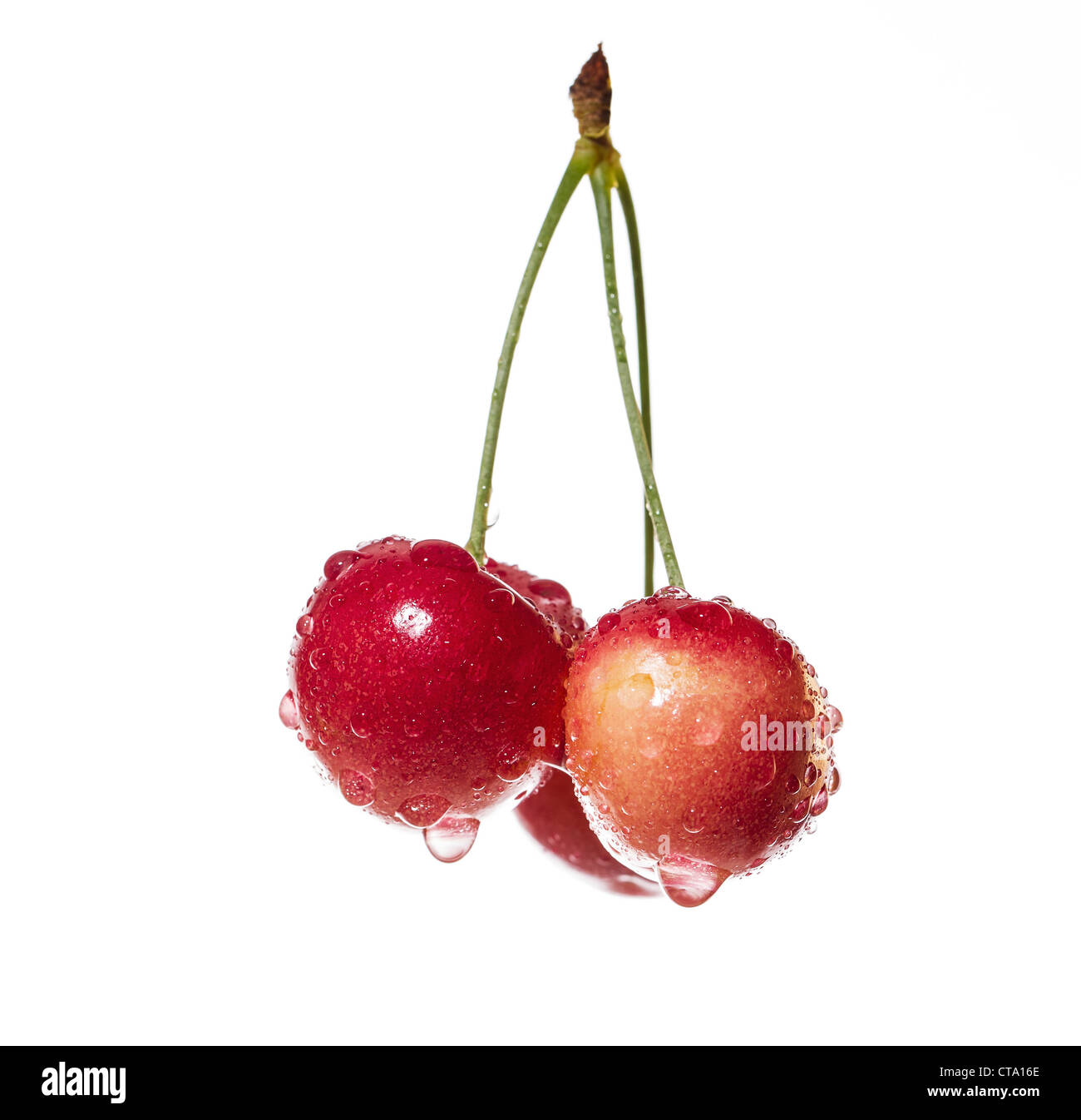 In Season Washington State Rainier Cherries on pure white background ...
