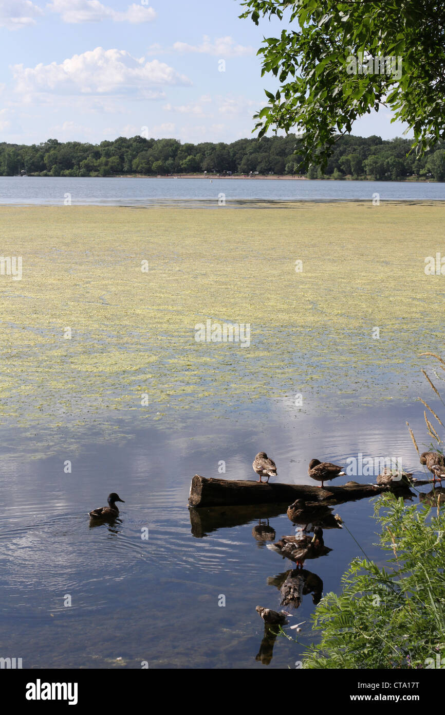 A group of ducks on Lake Harriet in Minneapolis, Minnesota Stock Photo ...