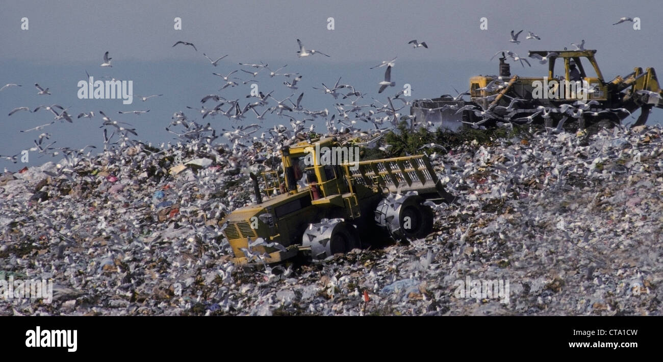 Heavy equipment manages a landfill in Northern California while Gulls ...