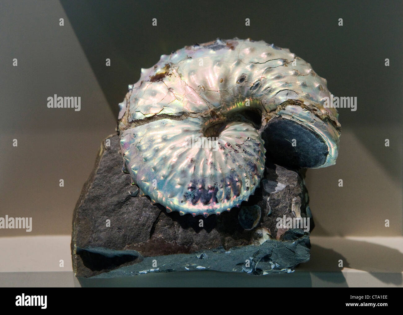 Ammonite Fossils Stock Photos & Ammonite Fossils Stock Images - Alamy