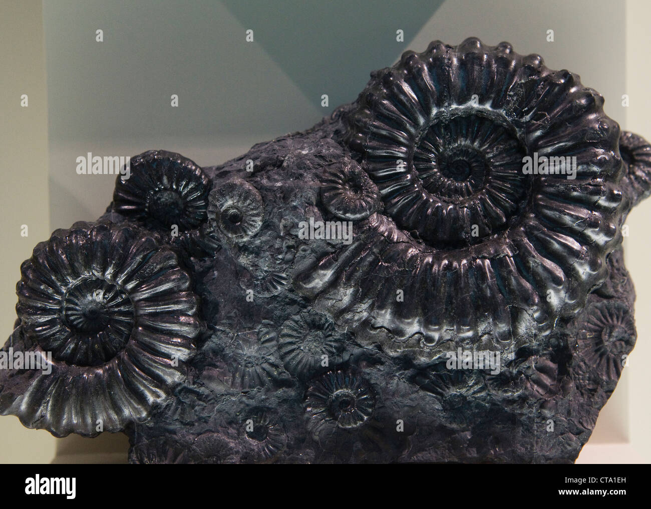 Ammonite fossils hi-res stock photography and images - Alamy