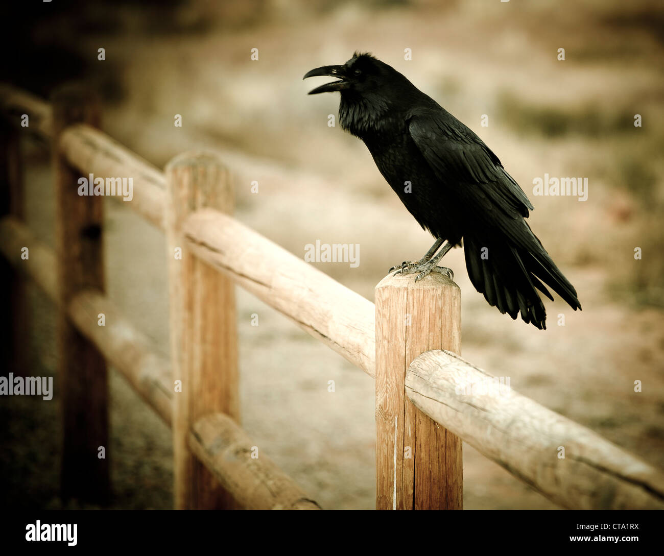 Common Raven (Corvus corax) on a fence post Stock Photo - Alamy