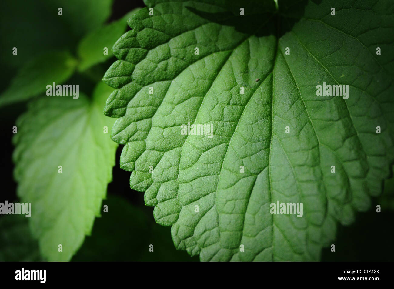 leaves in summer Stock Photo - Alamy