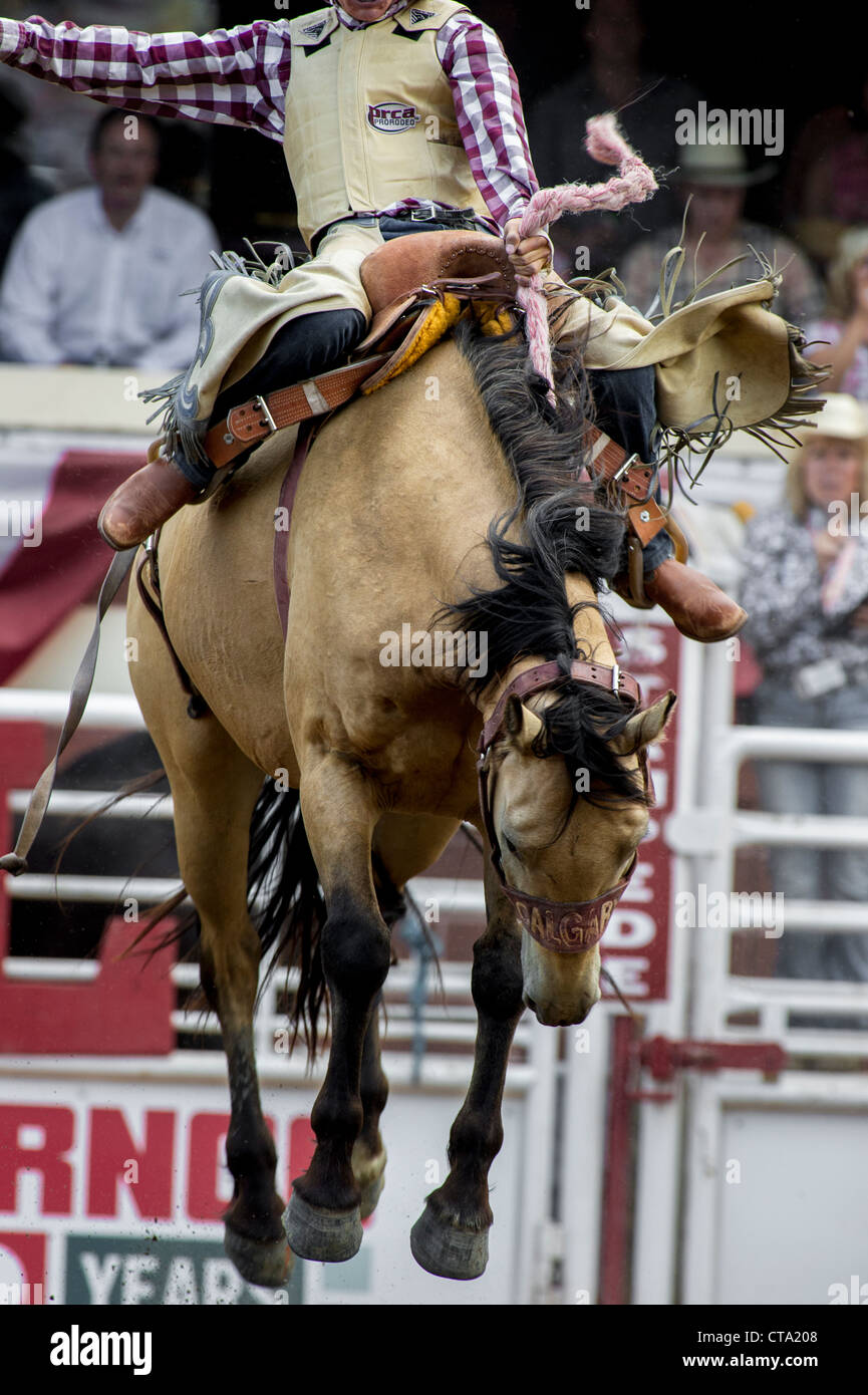Saddle bronc event at the Calgary Stampede Rodeo Stock Photo - Alamy