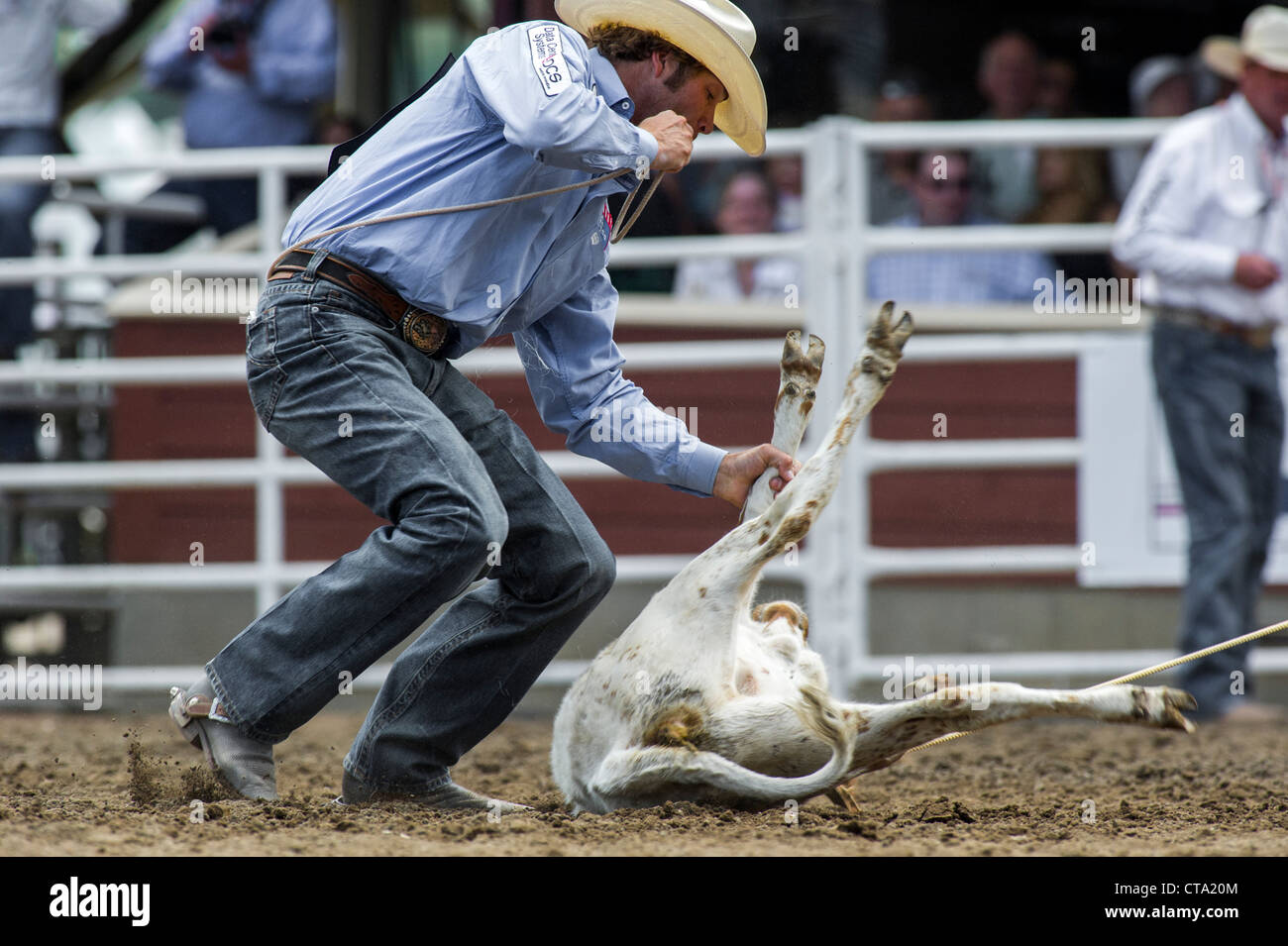 Calf roping event at the Calgary Stampede Rodeo Stock Photo - Alamy