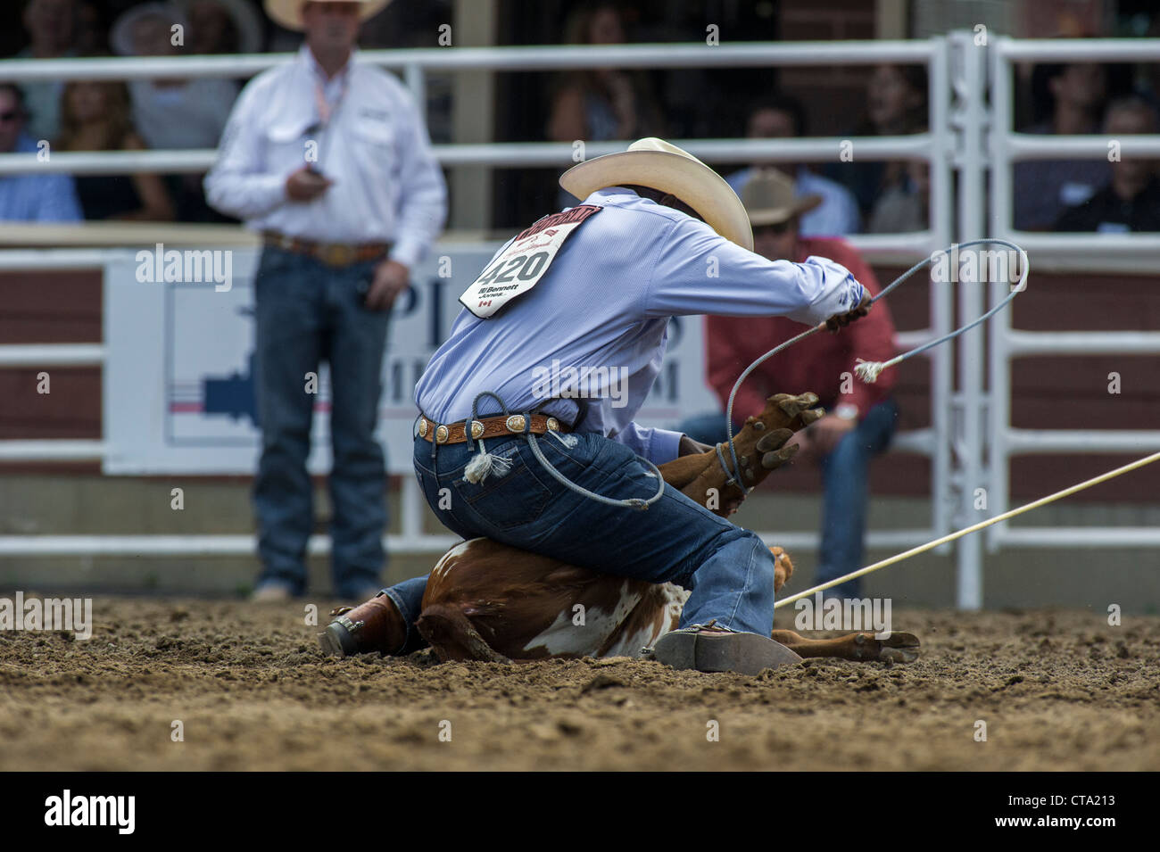 Calf roping event at the Calgary Stampede Rodeo Stock Photo - Alamy