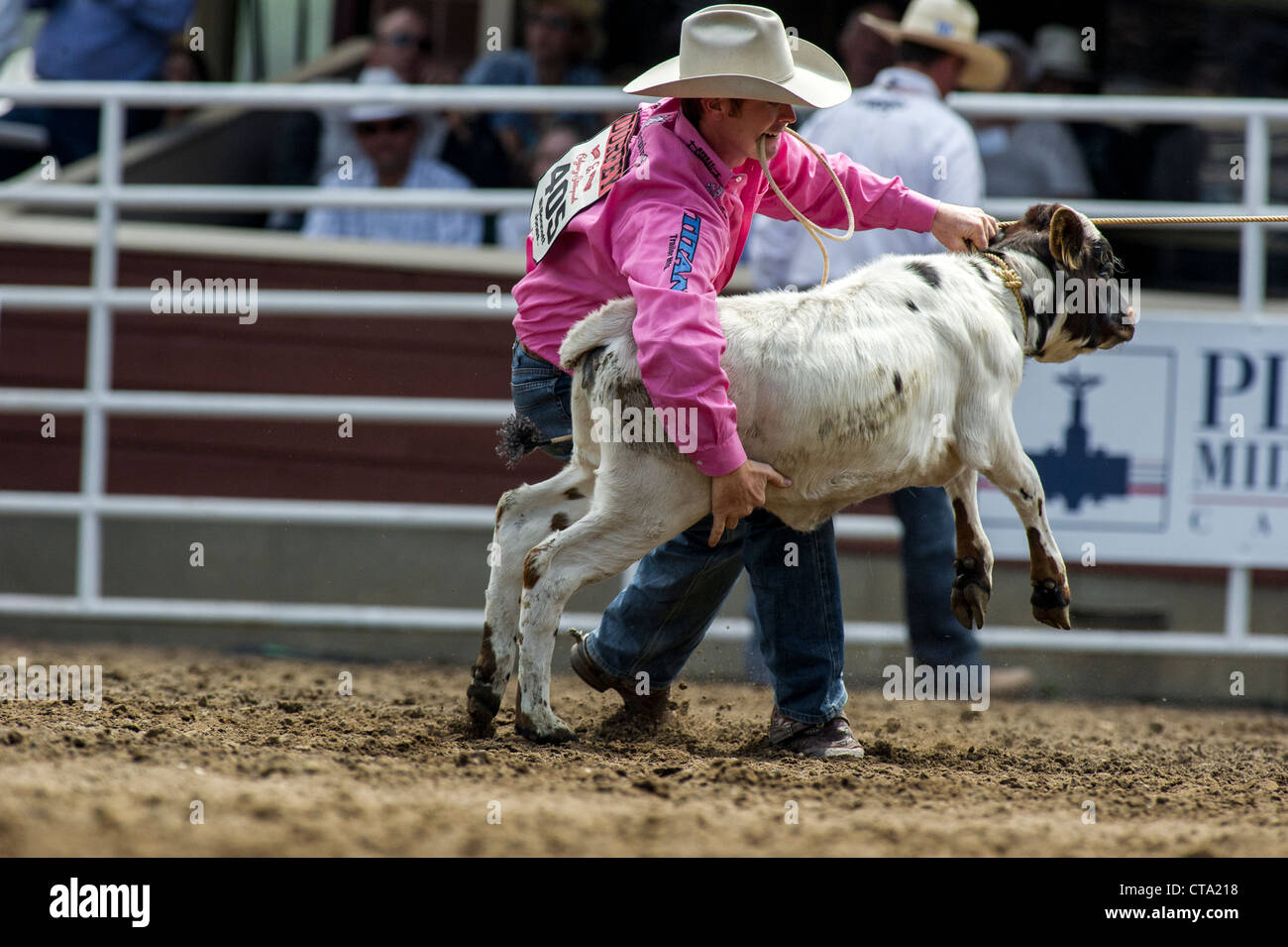 Calf roping event at the Calgary Stampede Rodeo Stock Photo - Alamy