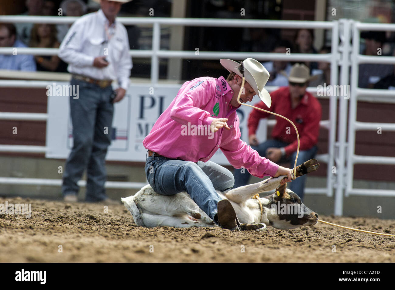 Calf roping event at the Calgary Stampede Rodeo Stock Photo - Alamy
