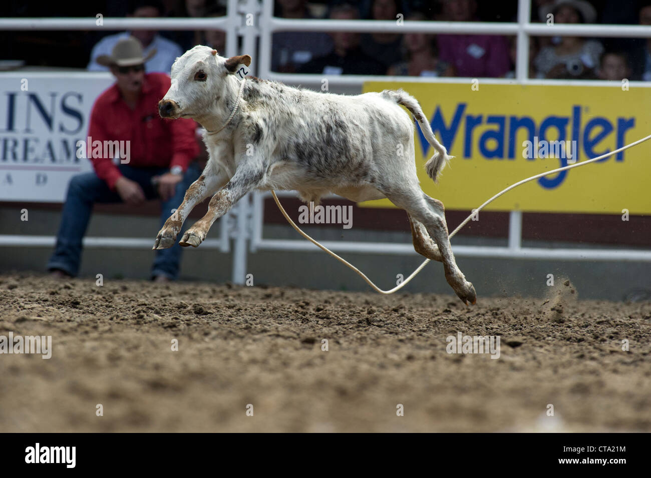 Calf roping event at the Calgary Stampede Rodeo Stock Photo - Alamy