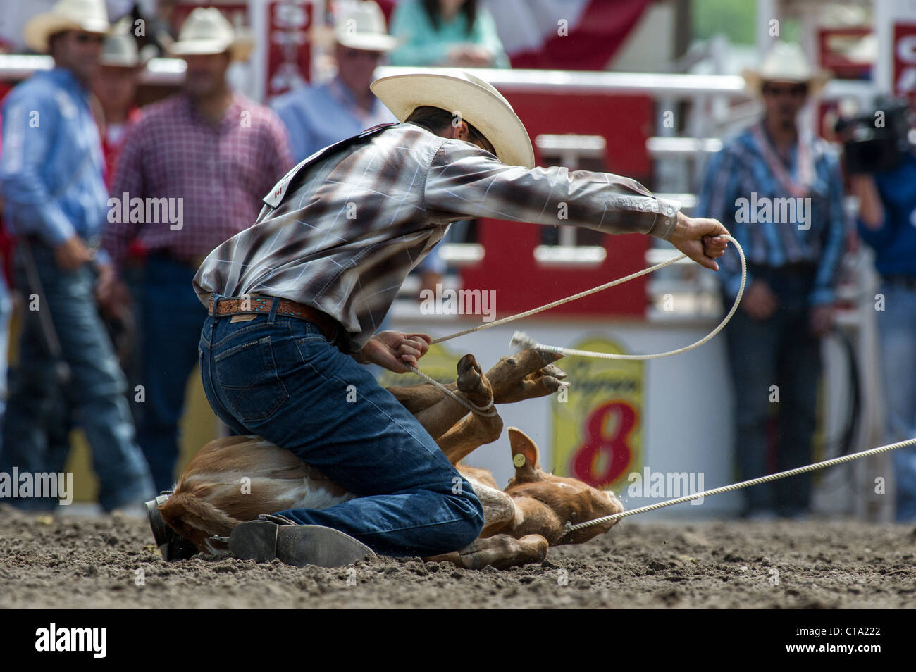 Calf roping event at the Calgary Stampede Rodeo Stock Photo - Alamy