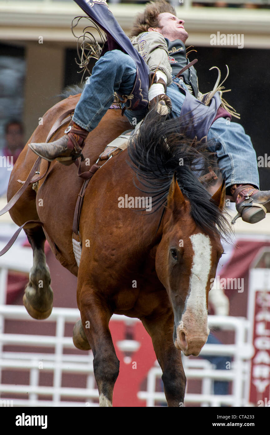 Bareback event at the Calgary Stampede Rodeo Stock Photo - Alamy