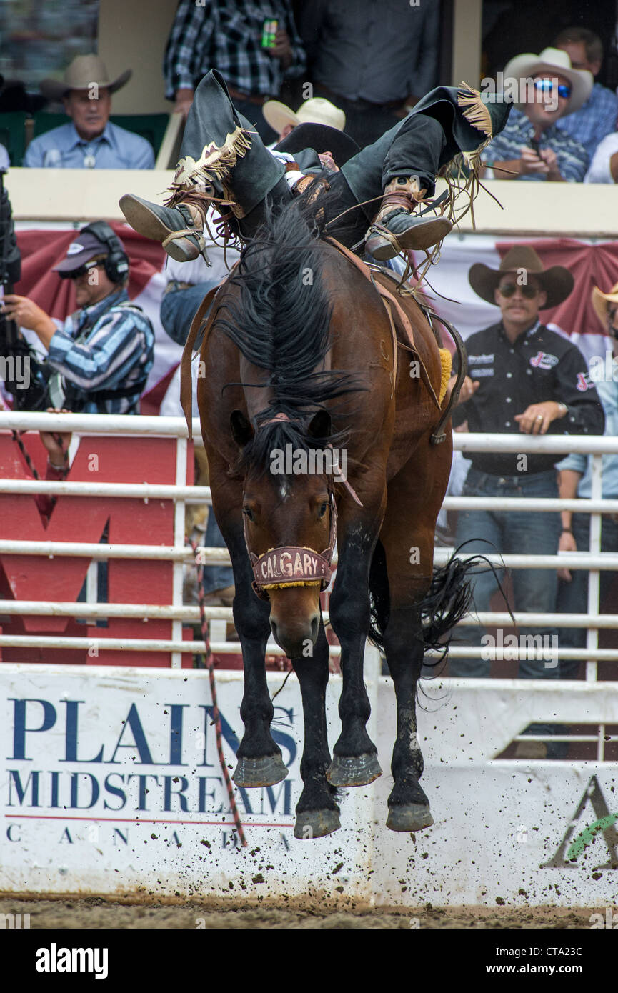 Bareback event at the Calgary Stampede Rodeo Stock Photo - Alamy
