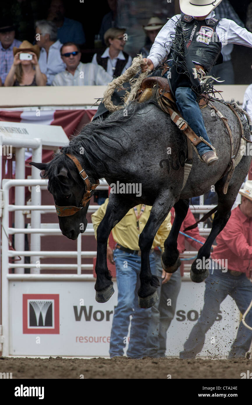 Saddle bronc event at the Calgary Stampede Rodeo Stock Photo - Alamy
